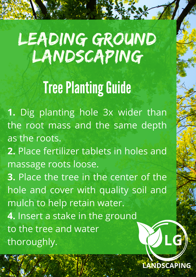 Tree Plating Guide - Leading Ground Landscaping