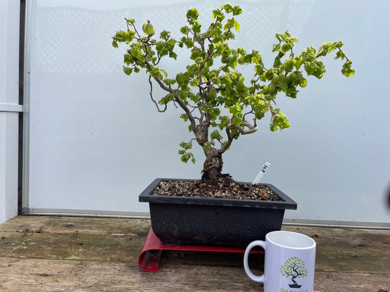 Twisted hazel - Oakfield Bonsai Supplies