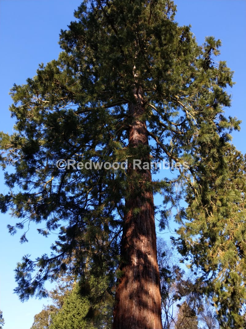 Giant Redwood Tree Facts - Redwoodrambles