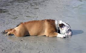 Salty Paws Australia | Natural and Organic Dog Healing Products