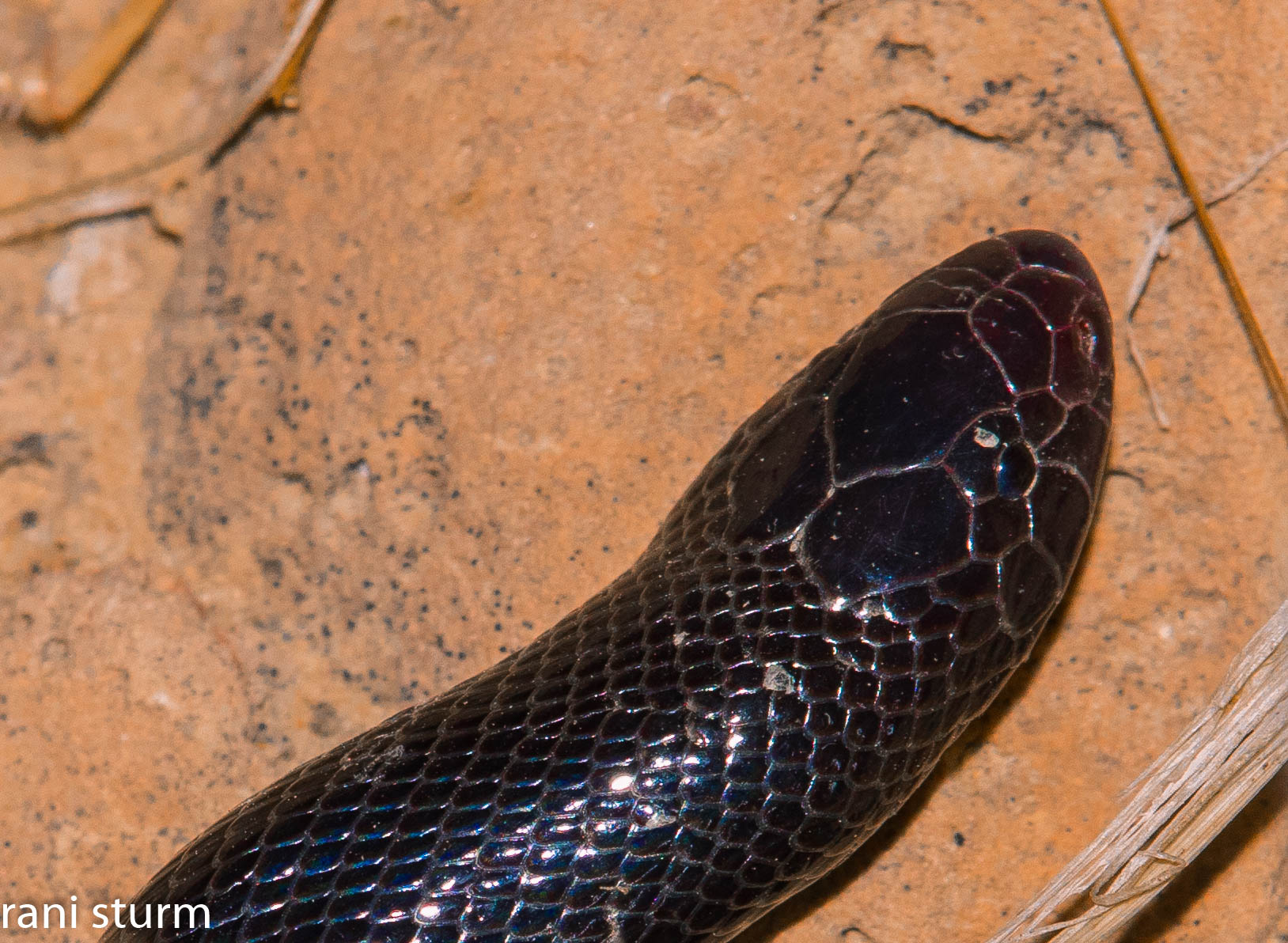 לוכד נחשים גיא פרננדס/ 052-8328488(Atractaspis engaddensis) צפעון שחור