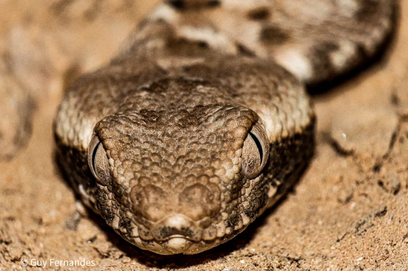 לוכד נחשים גיא פרננדס - (Echis coloratus) - אפעה מגוון