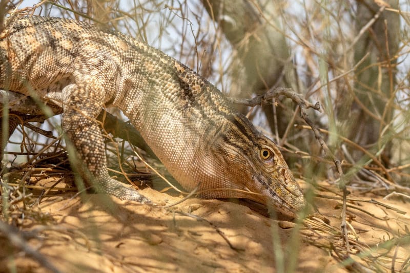כח אפור Varanus griseus / לוכד נחשים גיא פרננדס