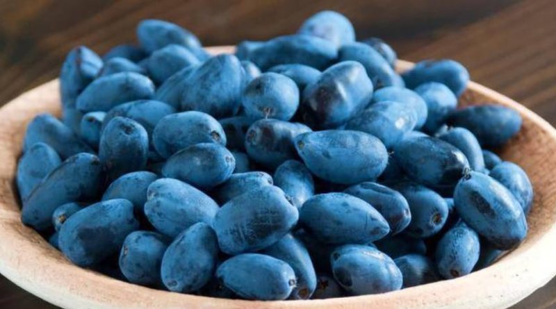 La camérise est-elle un fruit utile pour s'améliorer en sport