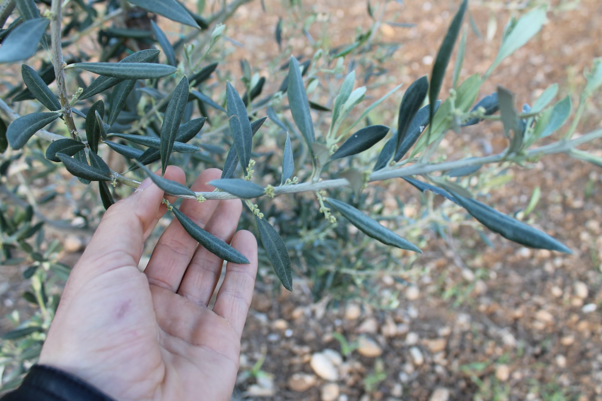 Michele Orazio Giannone