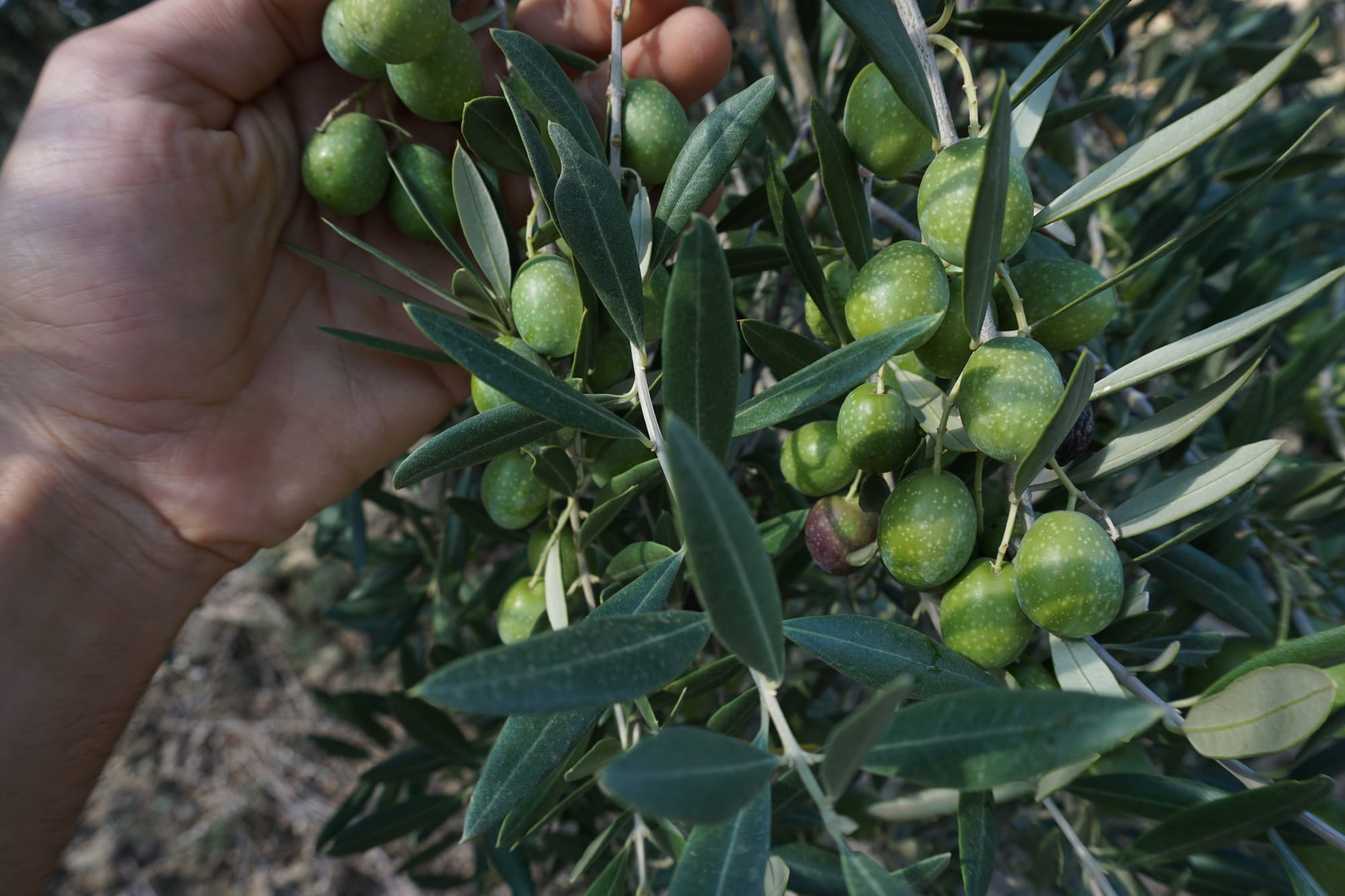 Michele Orazio Giannone