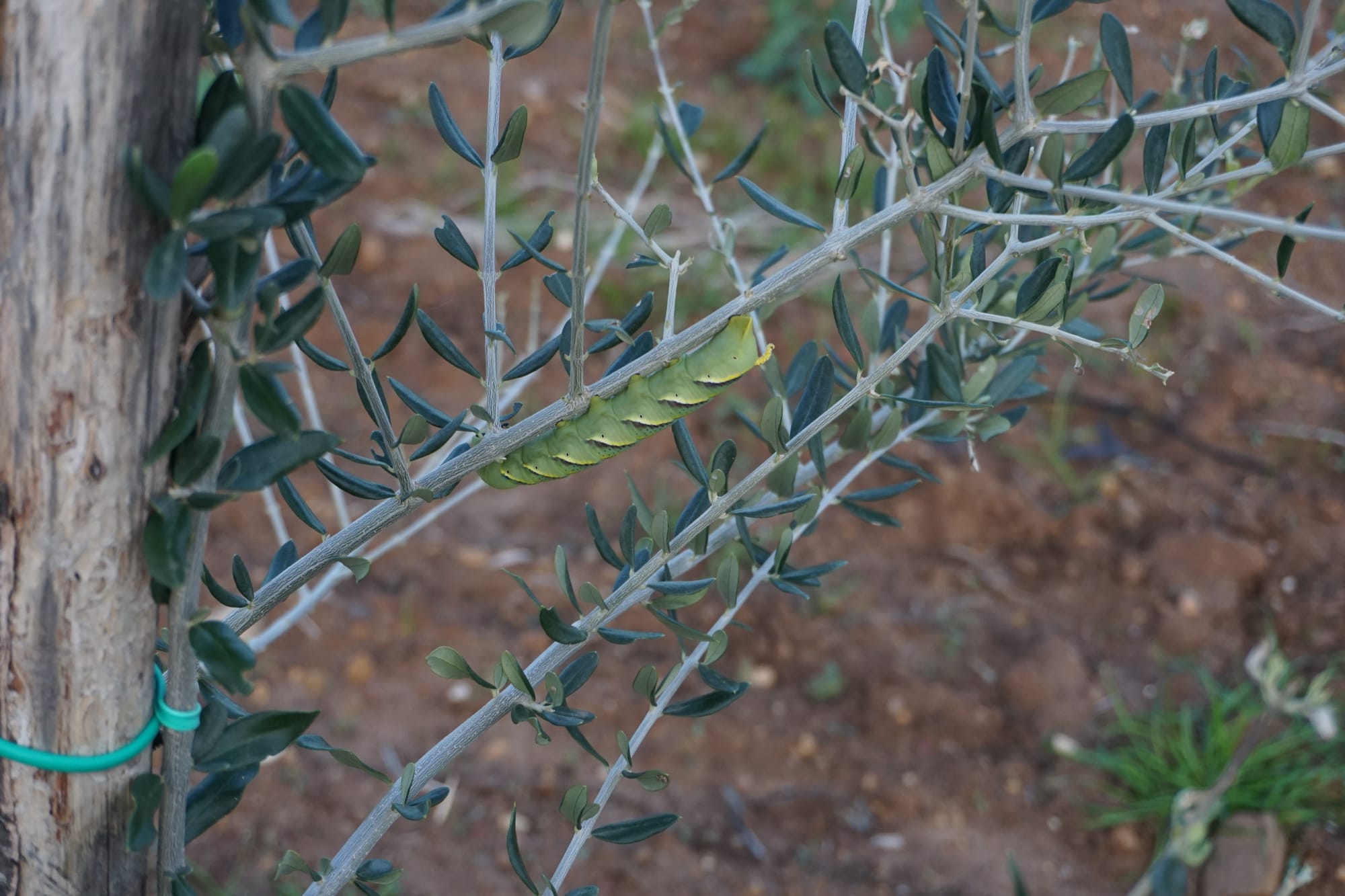 Michele Orazio Giannone