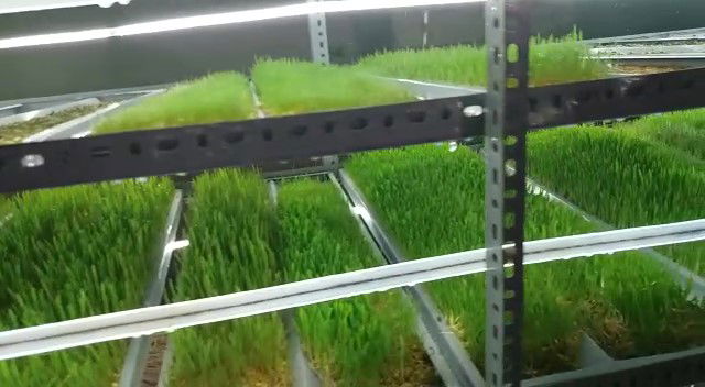 Hydroponic system for growing green poultry and cattle feed - National ...