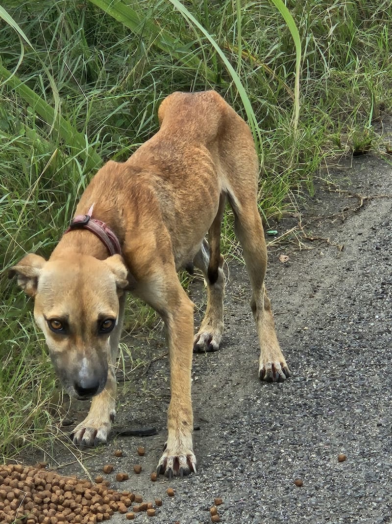 LARRY - Copa Guadeloupe et dépendances