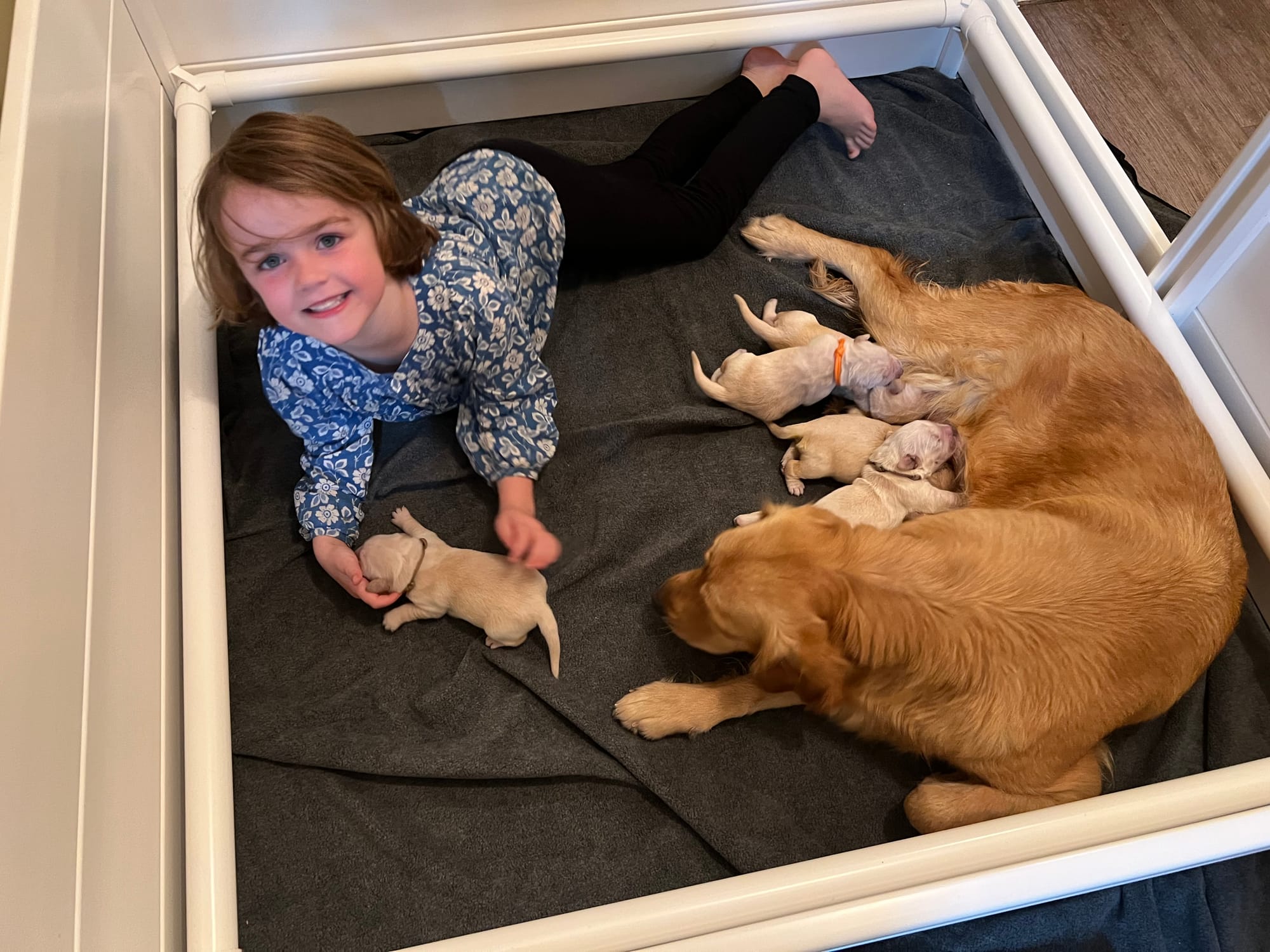 At Home - Dalsgold Retrievers