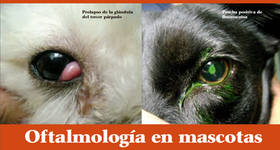 Eyevet CR - Oftalmología Veterinaria