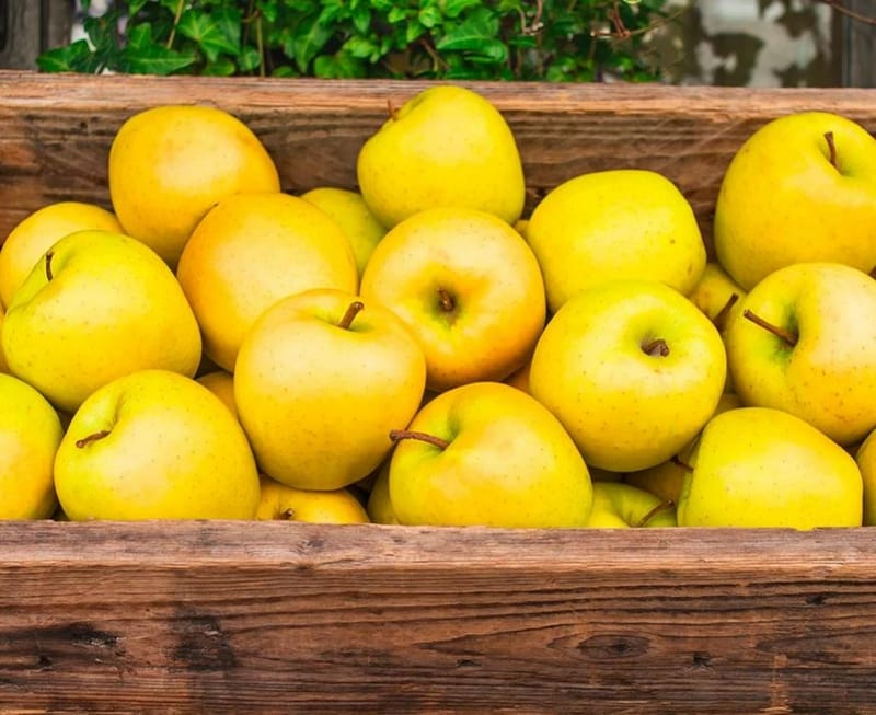 FULL GOLD CASE (88 COUNT) GOLDEN DELICIOUS APPLES - Kiwanis Club of ...