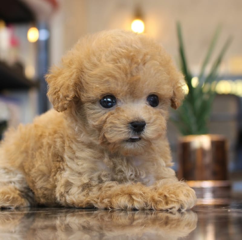 All Puppies - PUPPY UNIVERSE