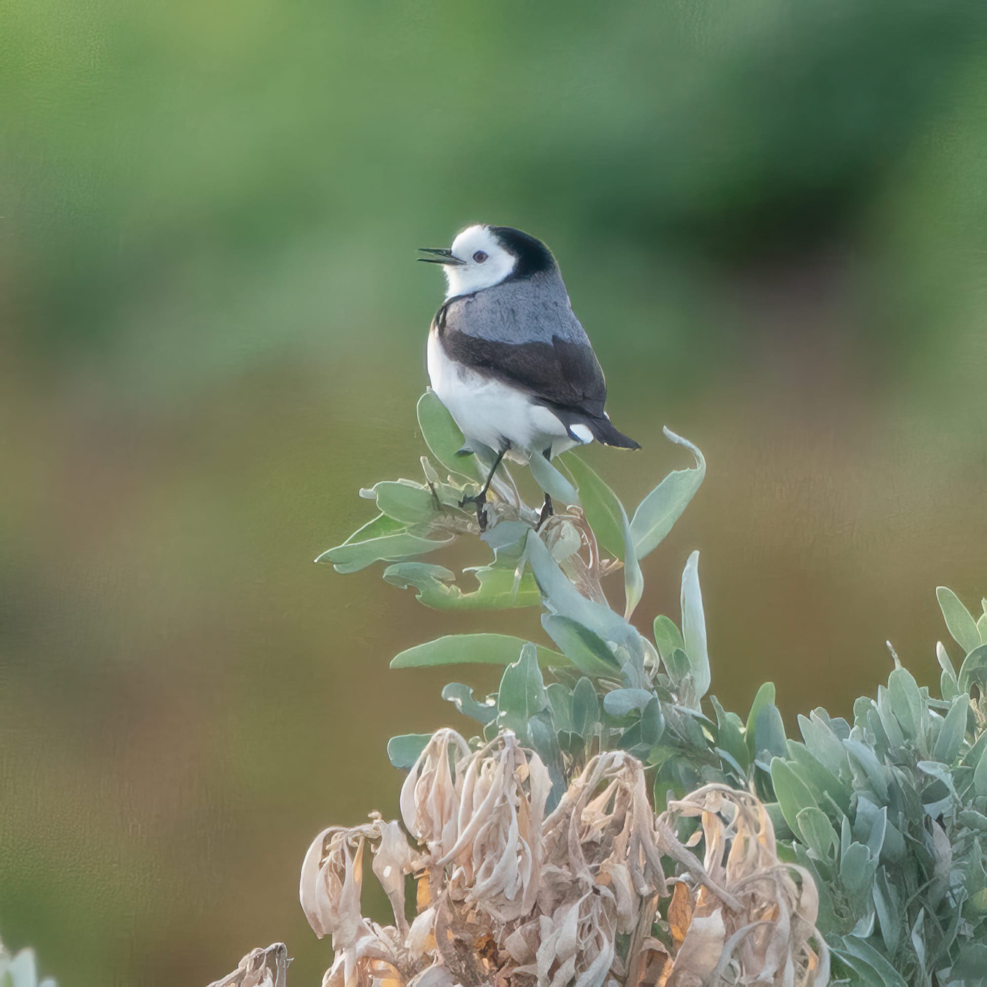 Robin's Photography World