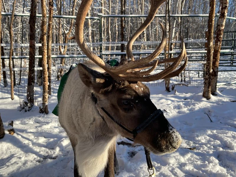 GEARING UP FOR THE 2021 HOLIDAY - Alaska Reindeer Zoom Room