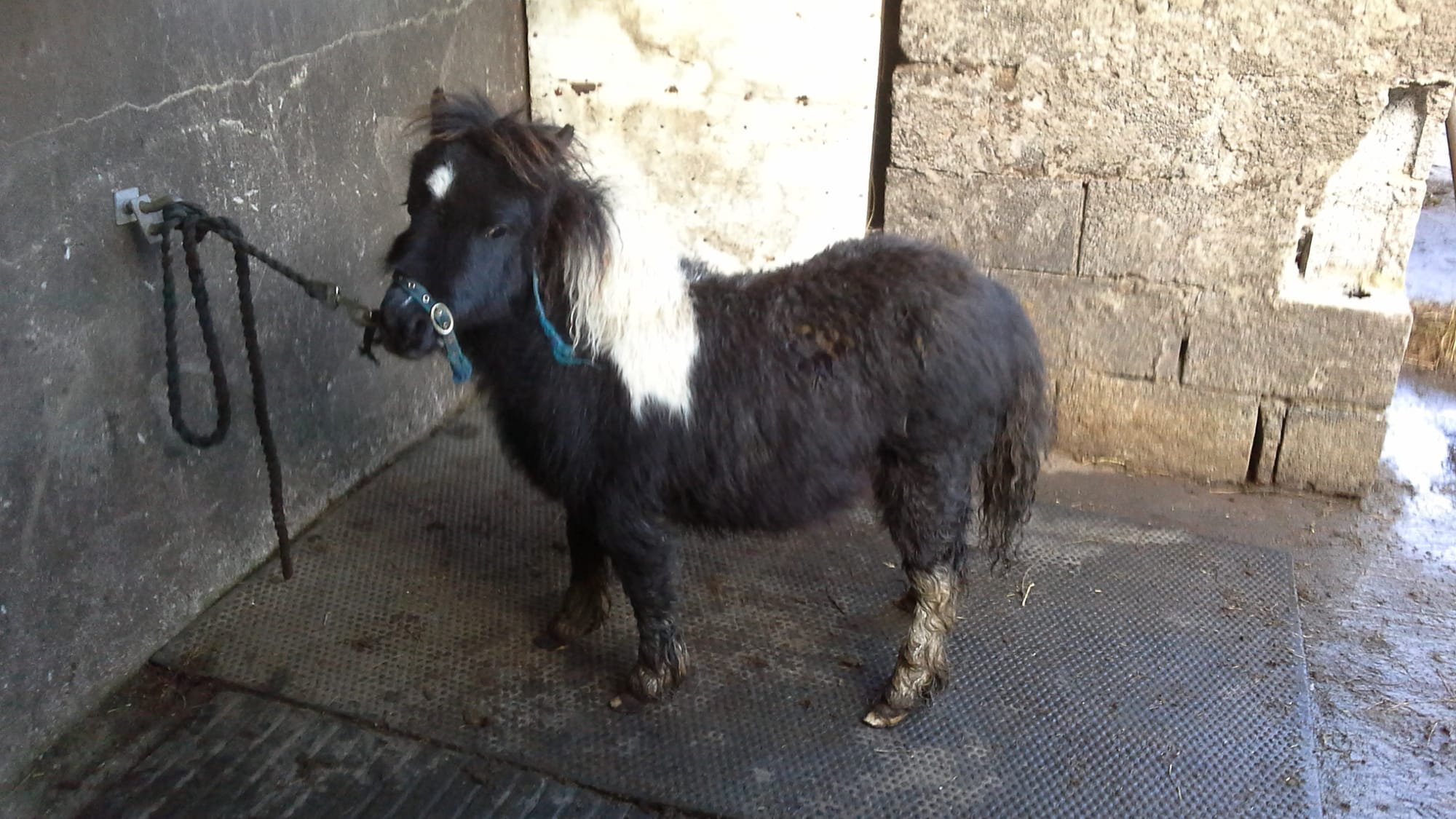 falabella miniature horse pony breeder ireland sale
