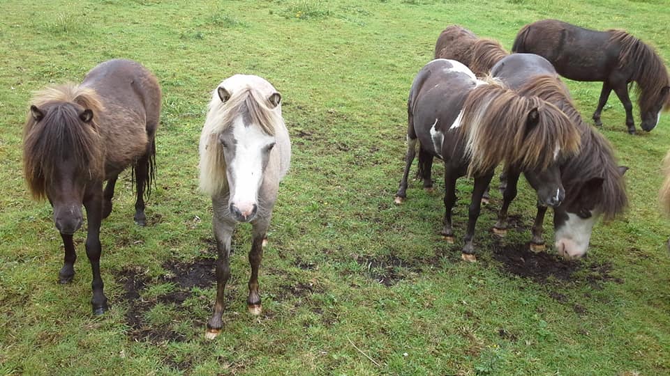 falabella miniature horse pony breeder ireland sale