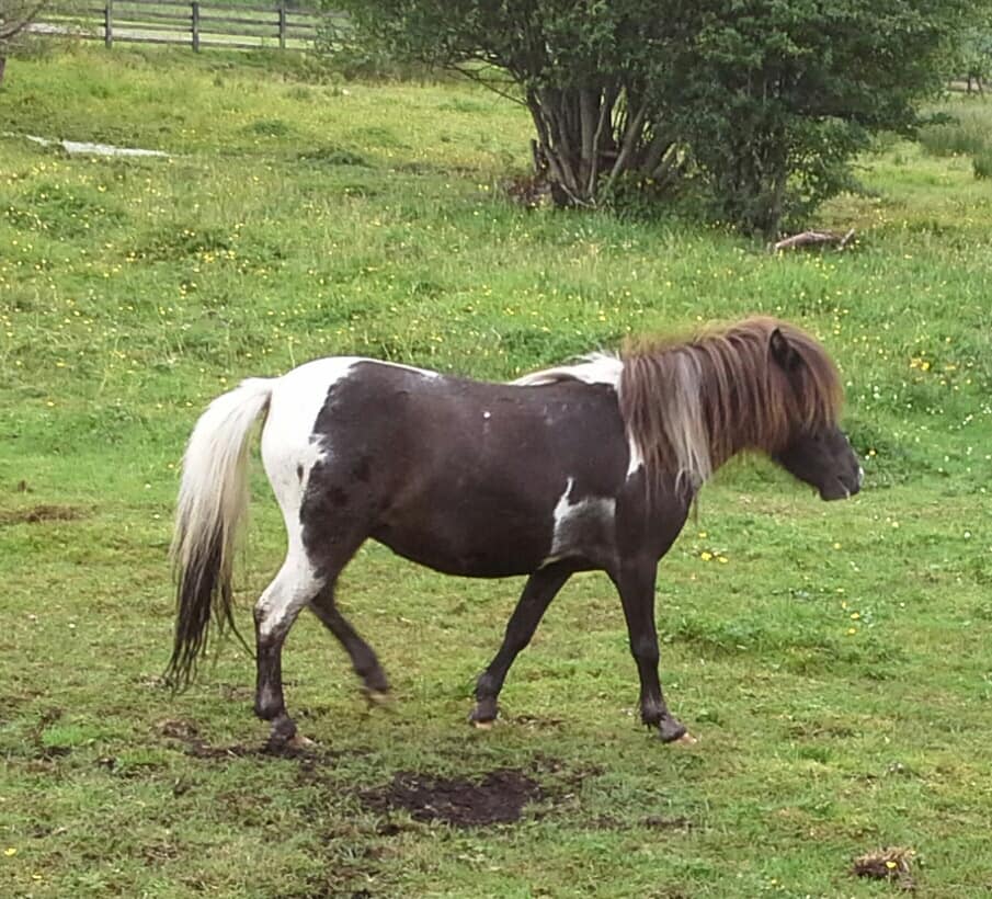 falabella miniature horse pony breeder ireland sale