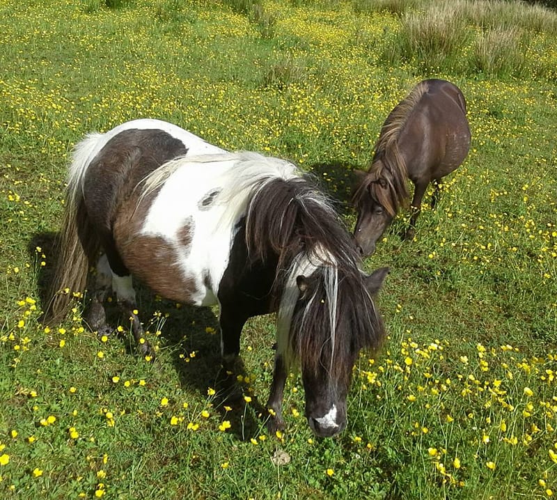 falabella miniature horse pony breeder ireland sale