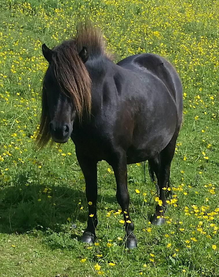 falabella miniature horse pony breeder ireland sale