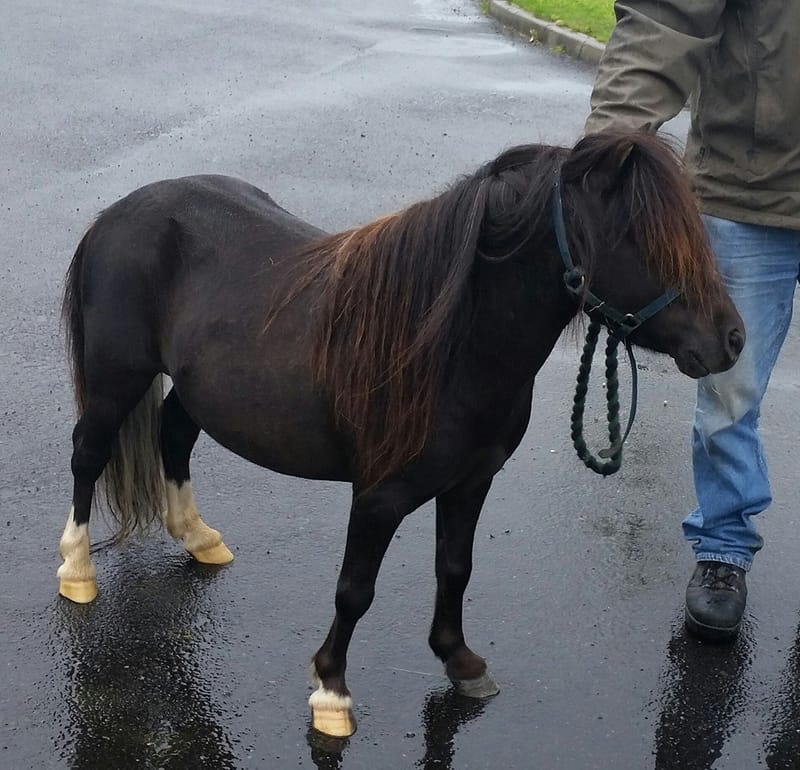 falabella miniature horse pony breeder ireland sale