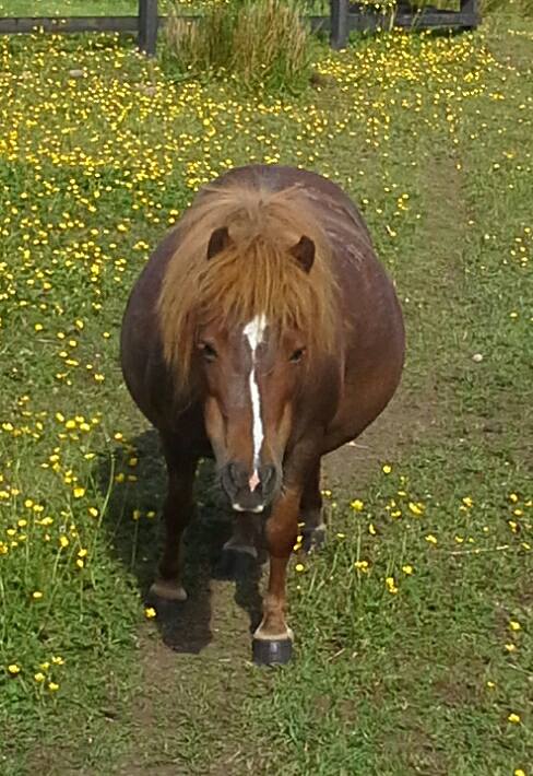 falabella miniature horse pony breeder ireland sale