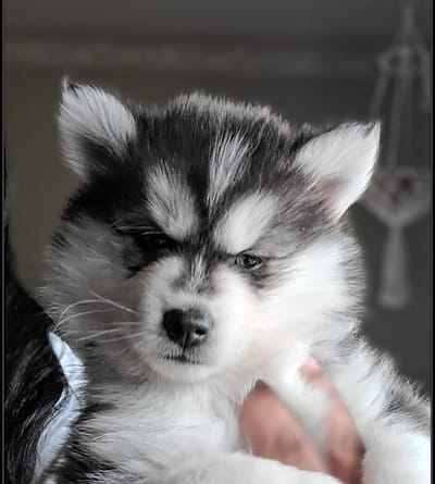 'Brick'House Couture Pomskies