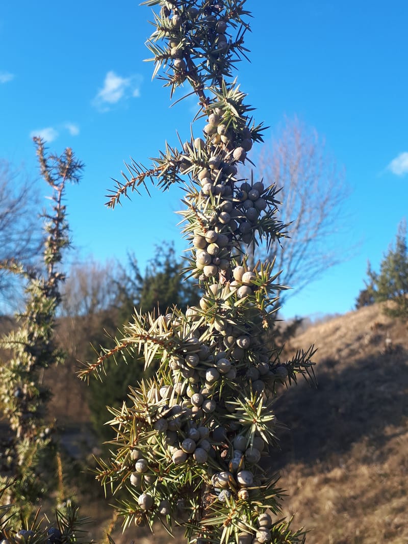 Wacholder Juniperus communis