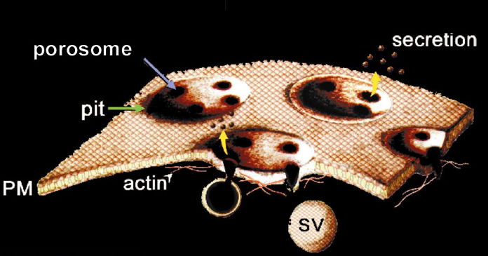 Schematic diagram of the secretory machinery - Bhanu P. Jena Laboratory