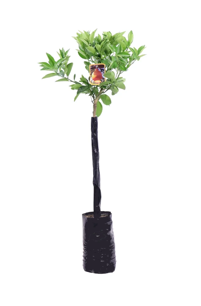 Pianta di Mapo "L'Agricola FEALFA"