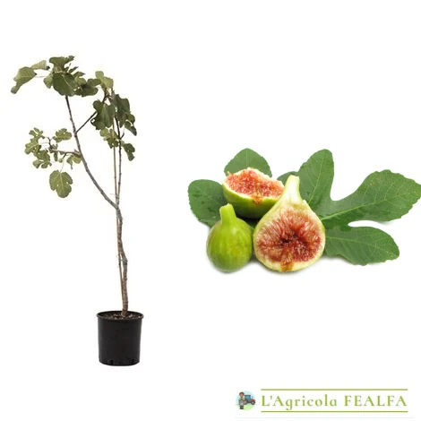Pianta di Fico Dottato "L'Agricola FEALFA"