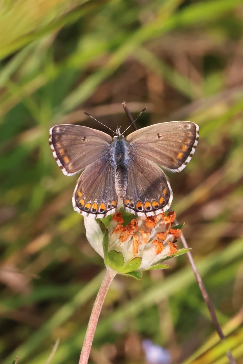 Adonis Blue - Naturepics - The photographs of Nigel Gardener