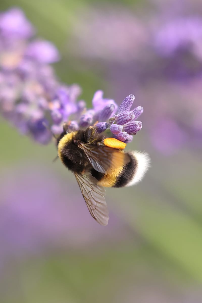 White-tailed Bumblebee - Naturepics - The photographs of Nigel Gardener
