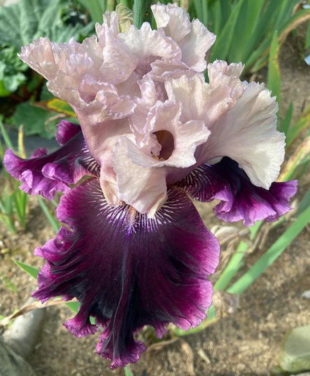 But Darling - Chestnut Acres Iris Garden