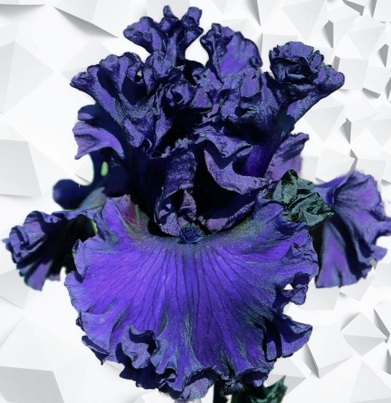 Tall Bearded Iris (TB) A - Chestnut Acres Iris Garden