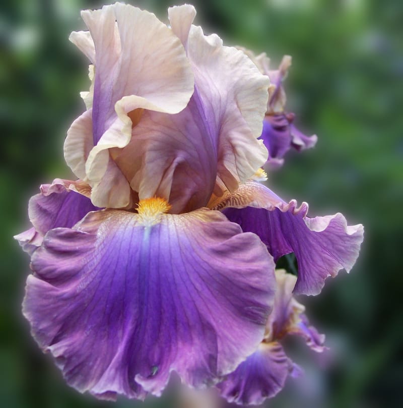 Tall Bearded Iris (TB), C to Ch - Chestnut Acres Iris Garden
