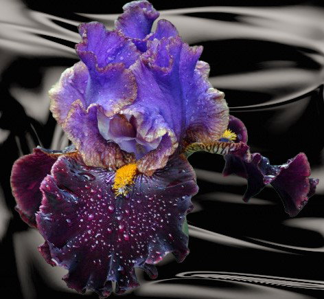 Tall Bearded Iris (TB), C to Ch - Chestnut Acres Iris Garden