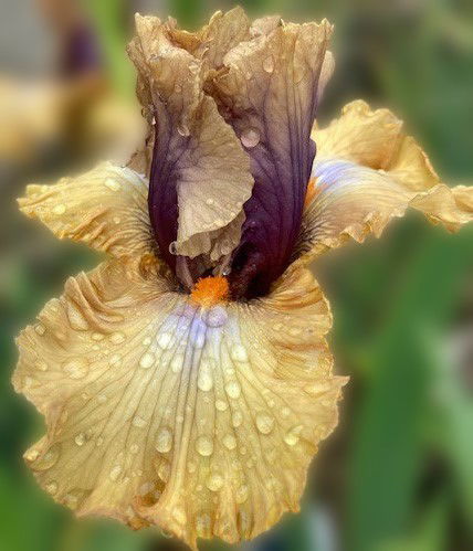 Color Capers - Chestnut Acres Iris Garden