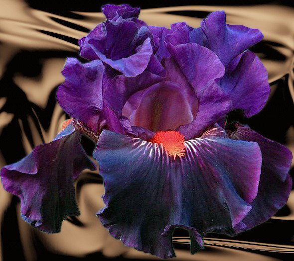 Daffy Duck - Chestnut Acres Iris Garden