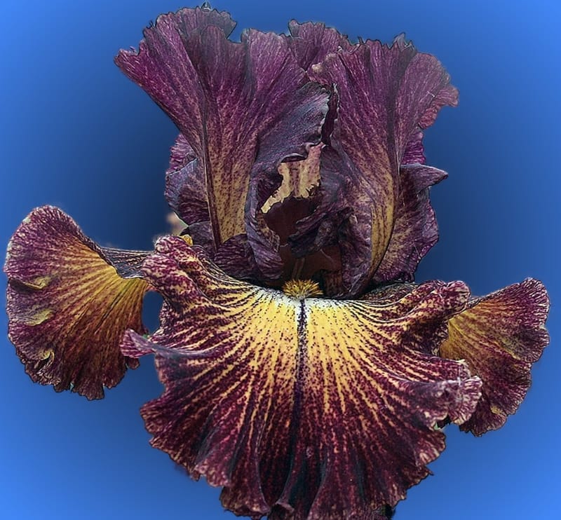 Tangled Web - Chestnut Acres Iris Garden