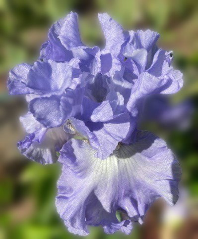 Tall Bearded Iris (TB) A - Chestnut Acres Iris Garden
