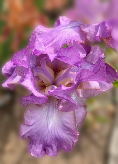 Tall Bearded Iris (TB) A - Chestnut Acres Iris Garden