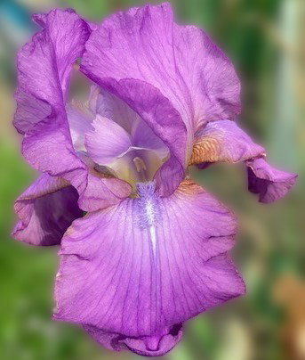Tall Bearded Iris (TB) A - Chestnut Acres Iris Garden