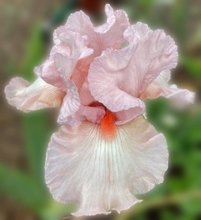 Tall Bearded Iris (TB) A - Chestnut Acres Iris Garden