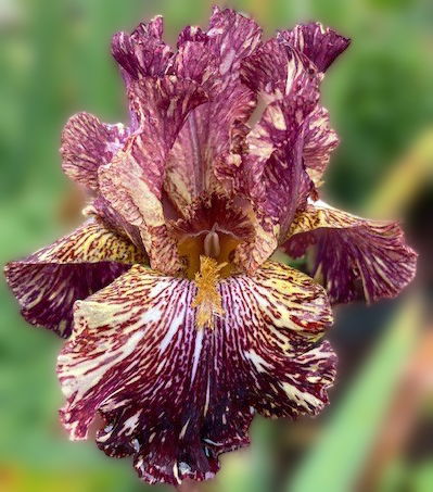 Tall Bearded Iris (TB), B to Bn - Chestnut Acres Iris Garden