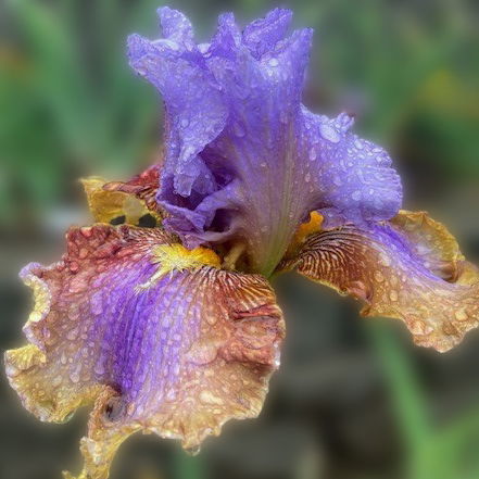 Decked Out - Chestnut Acres Iris Garden