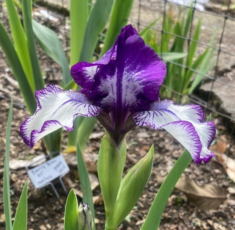 Intermediate Bearded Iris (IB), L - Z - Chestnut Acres Iris Garden