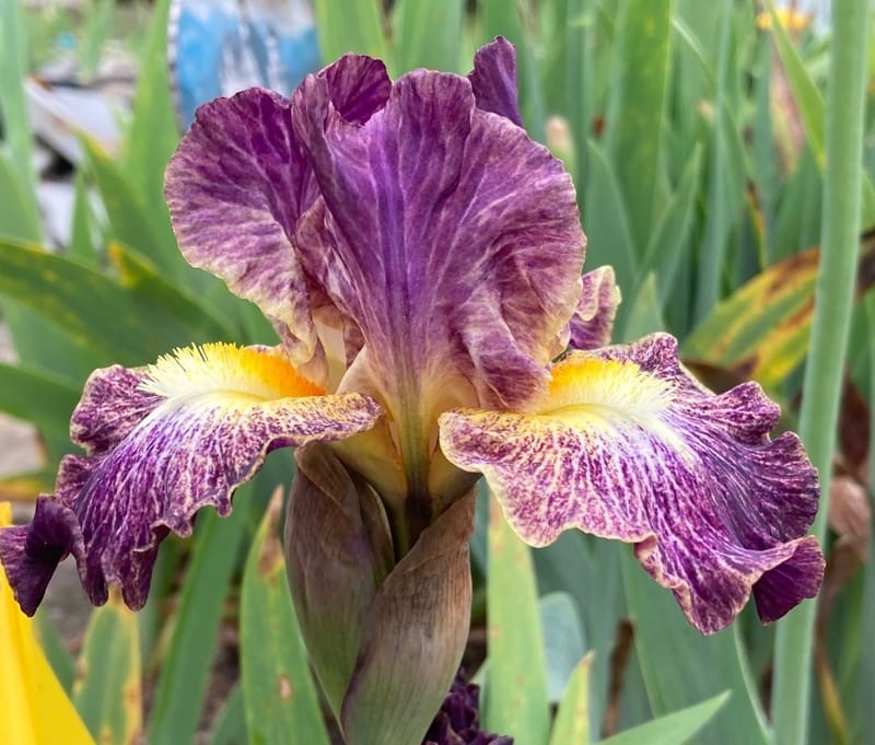 Border Bearded Iris (BB) - Chestnut Acres Iris Garden
