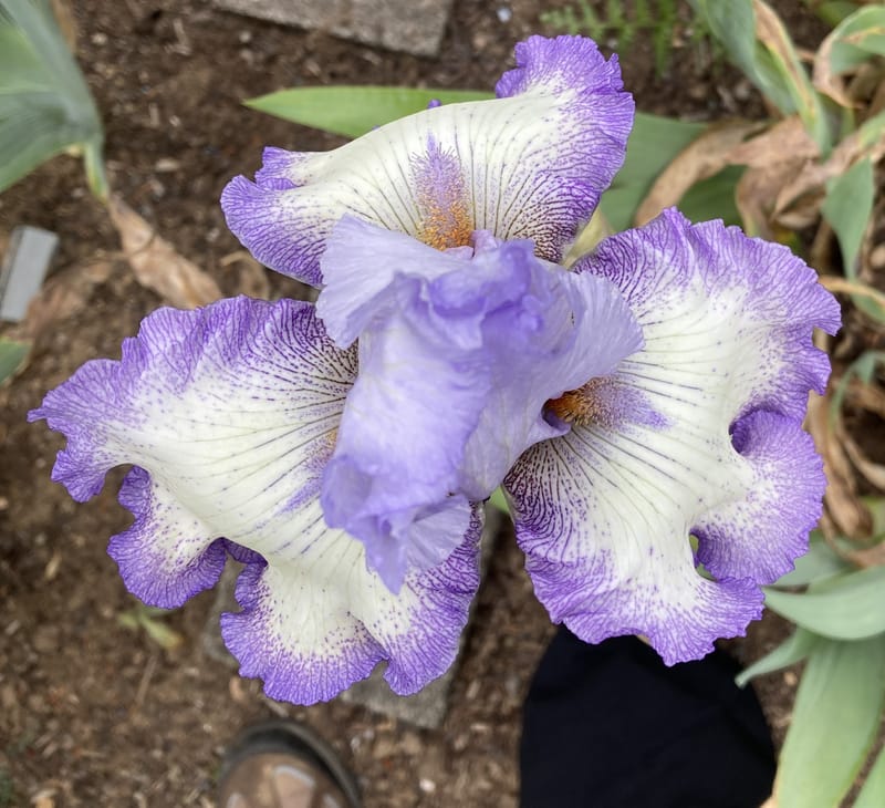 Tall Bearded Iris (TB) A - Chestnut Acres Iris Garden