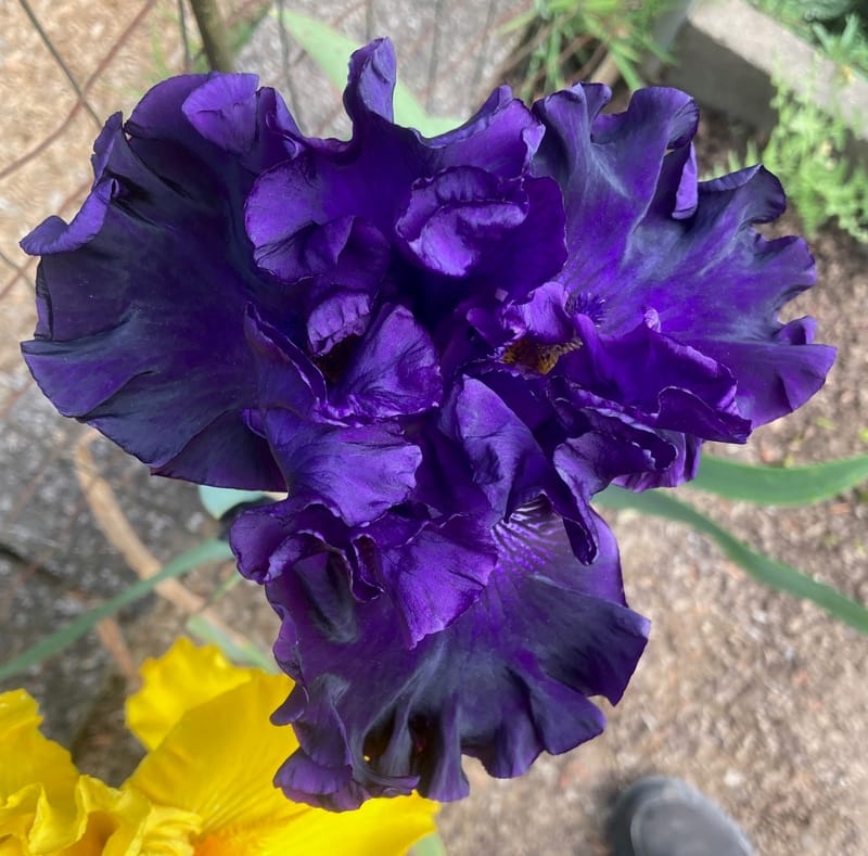 Tall Bearded Iris (TB) A - Chestnut Acres Iris Garden